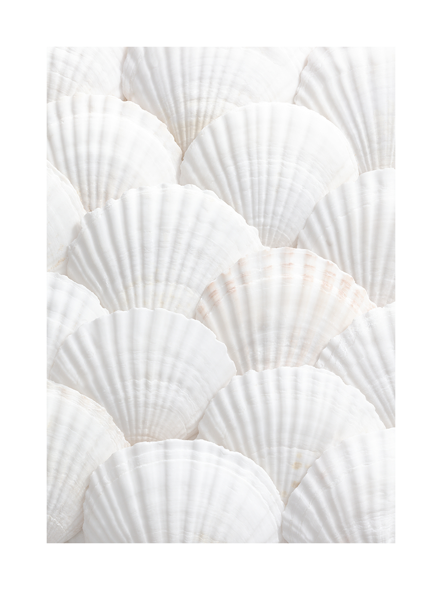 White-Shells Poster